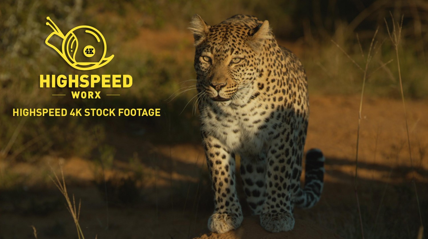 Leopard_Highspeedworx - High Speed Worx